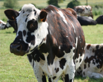 La Ferme des Cara-Meuh